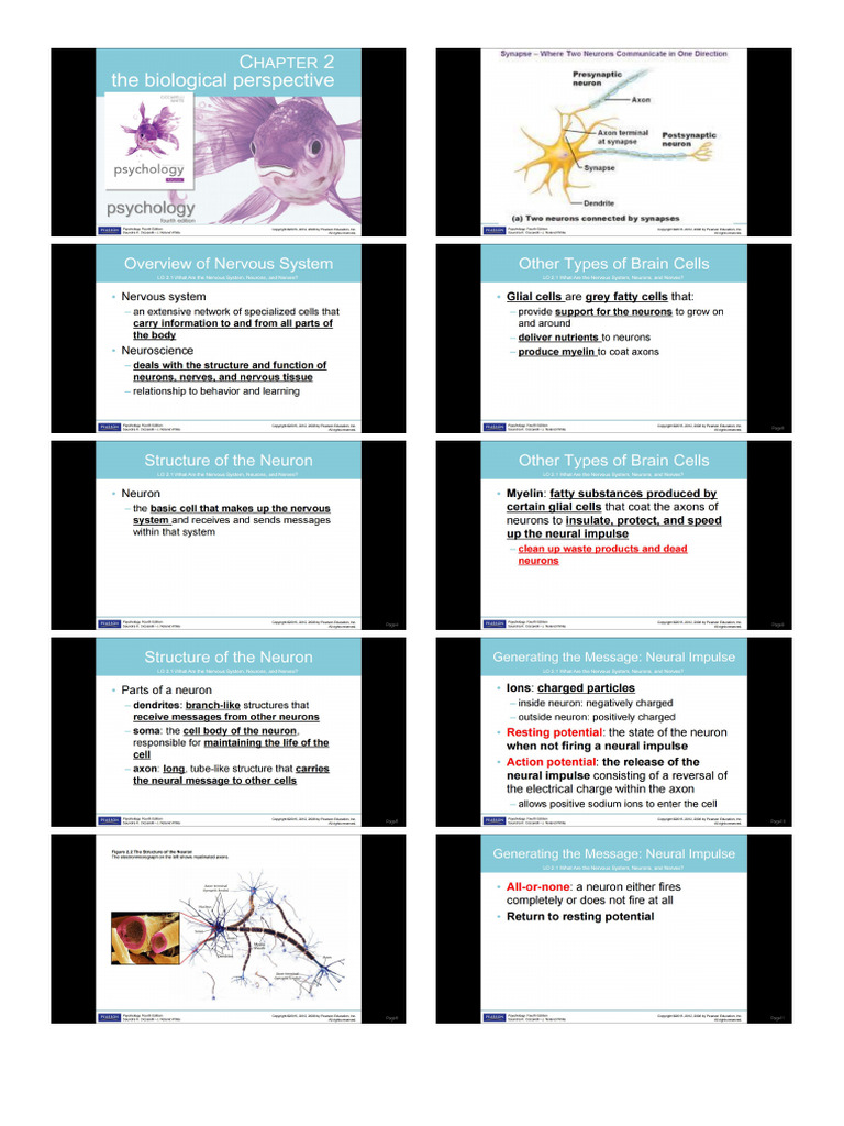 BPSY 50 - Chapter 2 - The Biological Perspective | PDF