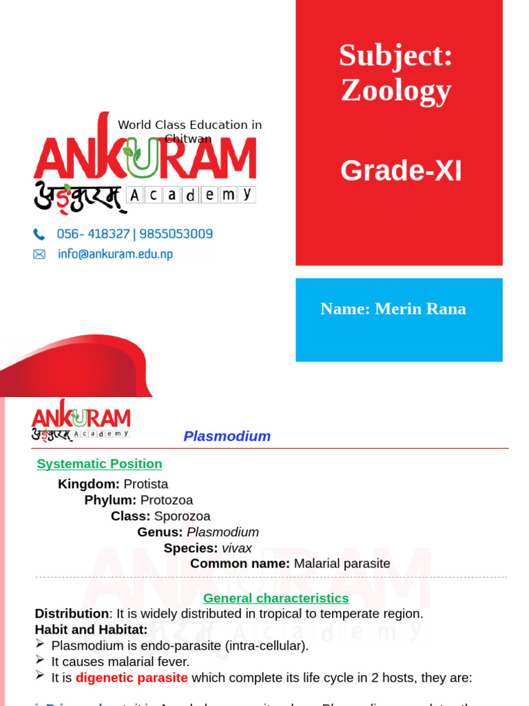 Plasmodium ankuram | PDF