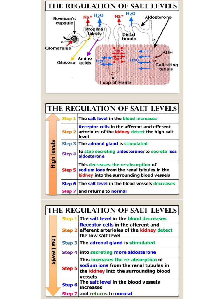 Regulation of Salt and Water Level | PDF