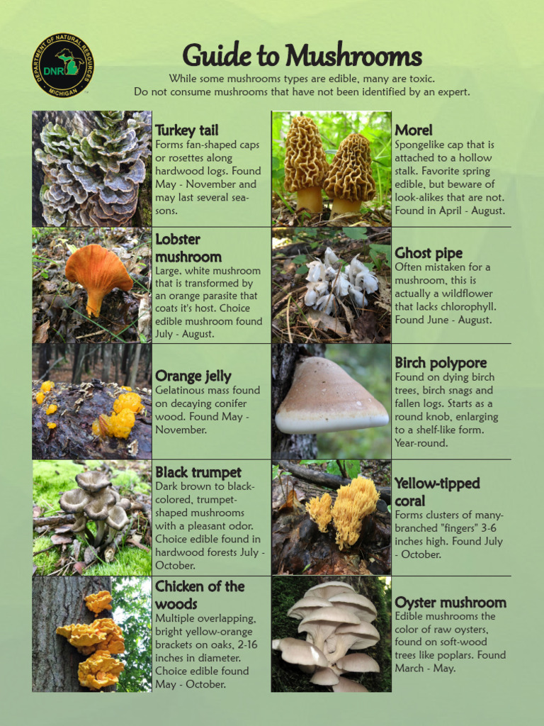 Guide To Mushrooms | PDF