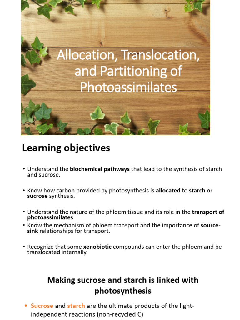 6 - Allocation Translocation and Partitioning of Photoassimilates | PDF