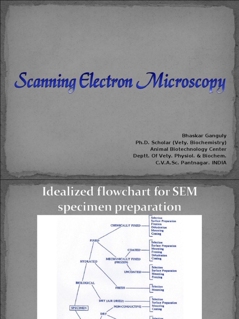 Scanning Electron Micros | PDF | Phase (Matter) | Scanning Electron Microscope