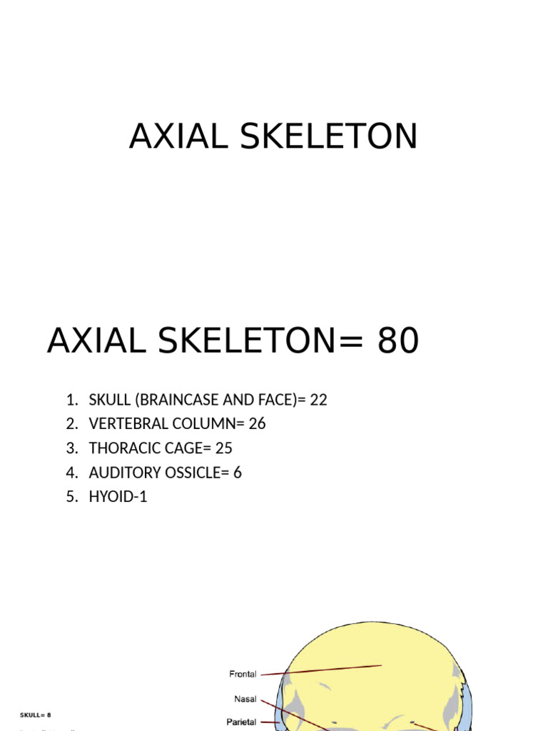 AXIAL SKELETON | PDF