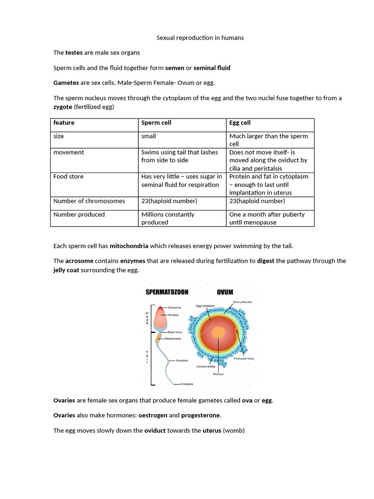 Sexual Reproduction In Humans 2 Pdf