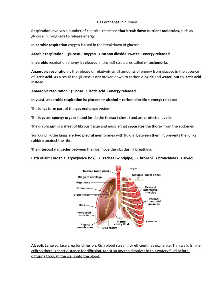 Respiration and Gas exchange in humans 2 | PDF