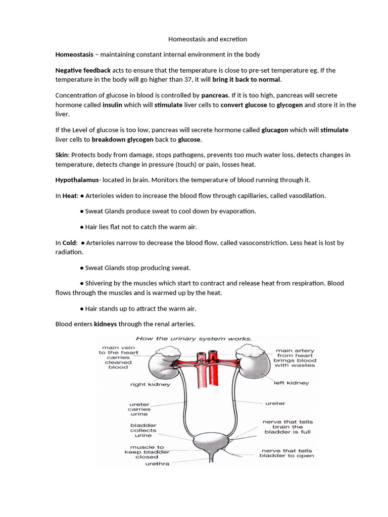 Homeostasis and Excretion 2 | PDF