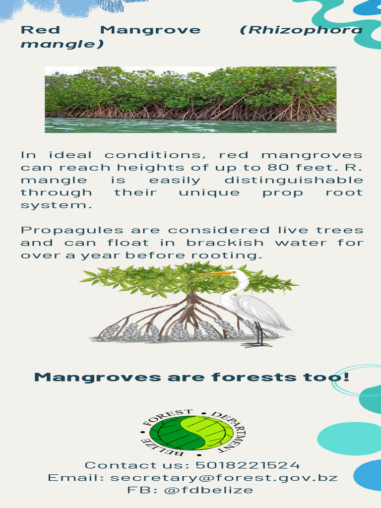 Red Mangrove (Rhizophora Mangle) | PDF