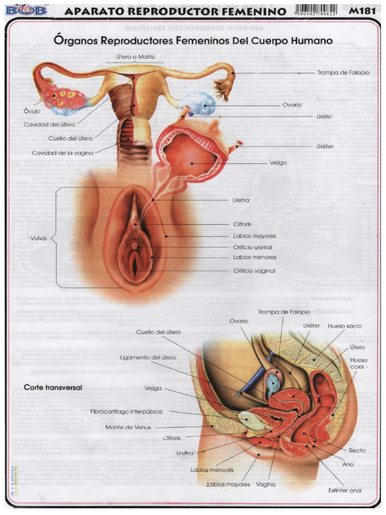 Aparato Reproductor Femenino | PDF