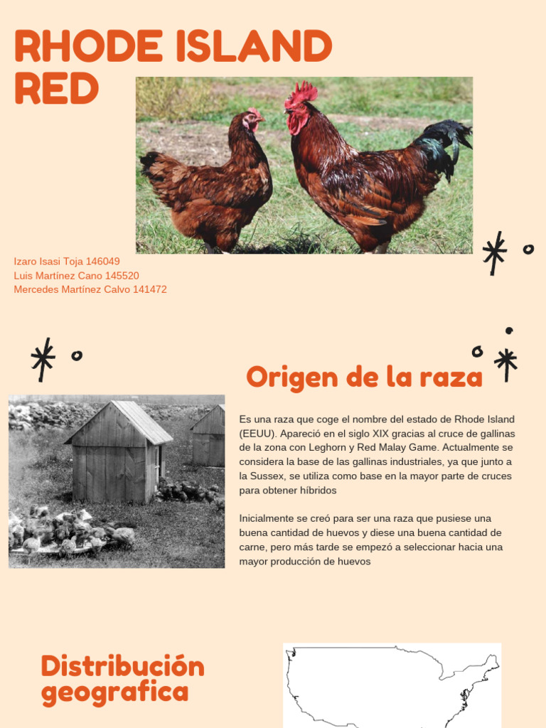 Rhode Island Red | PDF