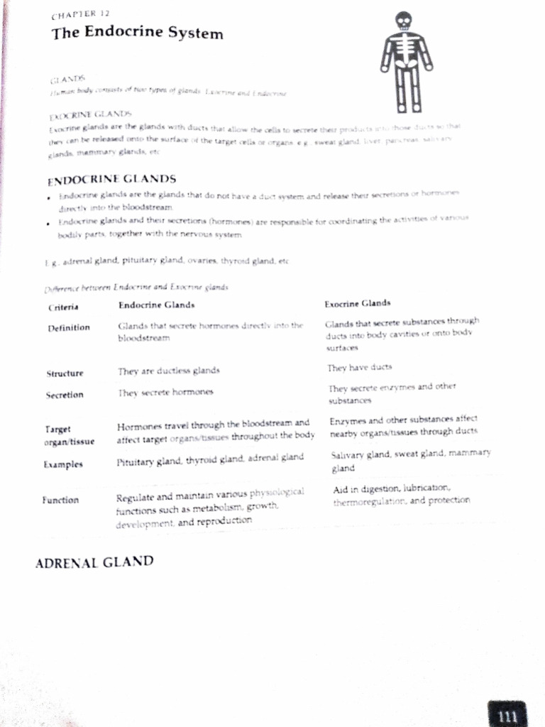 ENDOCRINE SYSTEM NOTES ICSE | PDF