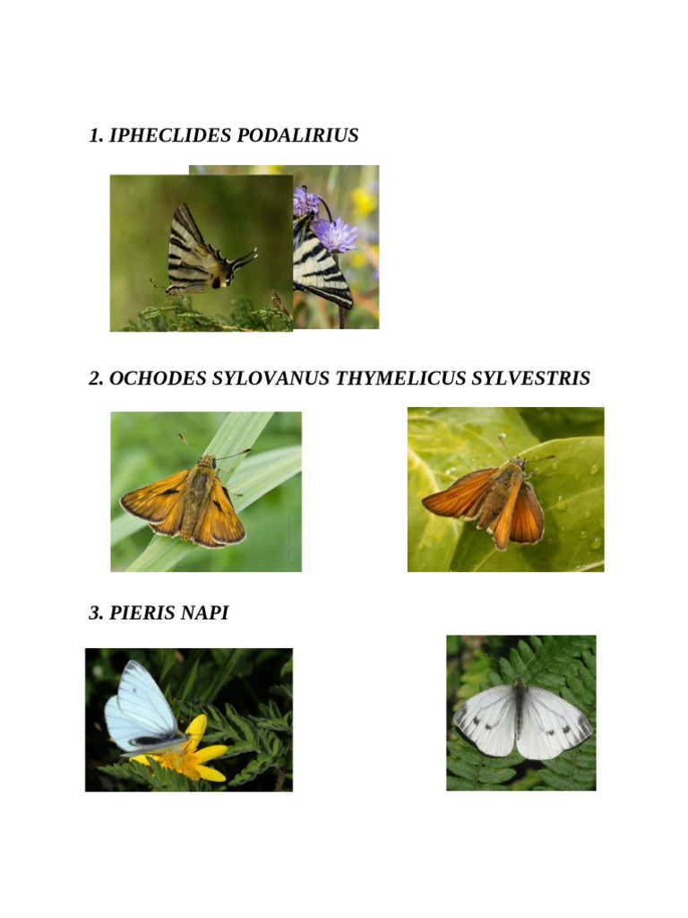 Insectar cls X | PDF