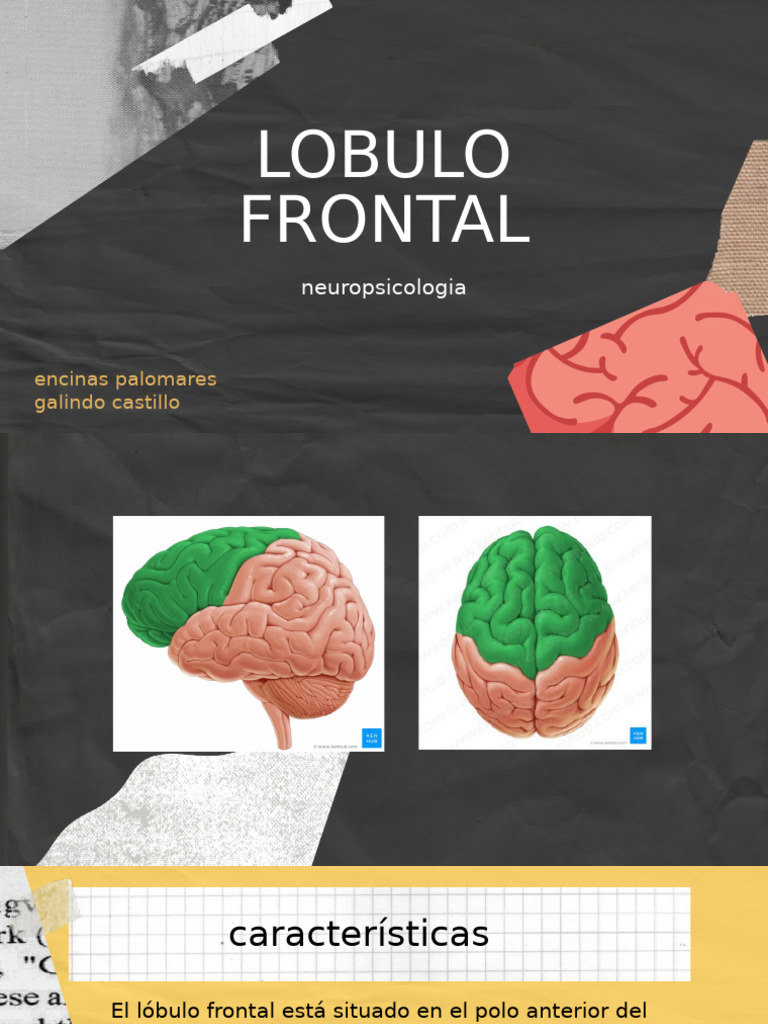Lobulo Frontal Presentación - 20240902 - 172345 - 0000 | PDF