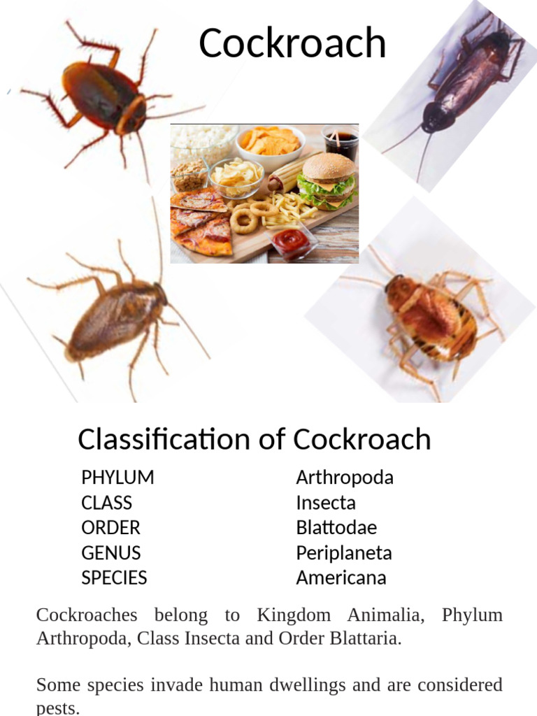 Gernal Discuss of Cockroach | PDF | Insects | Hexapoda