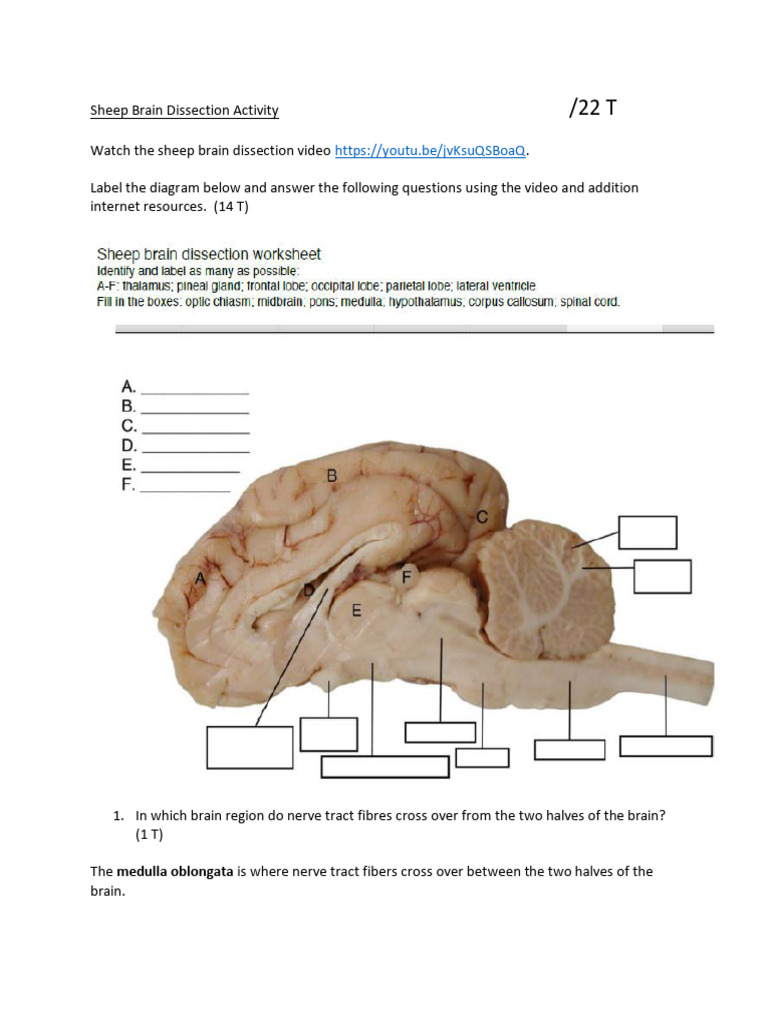 4.3.3 Sheep Brain Dissection Activity | PDF