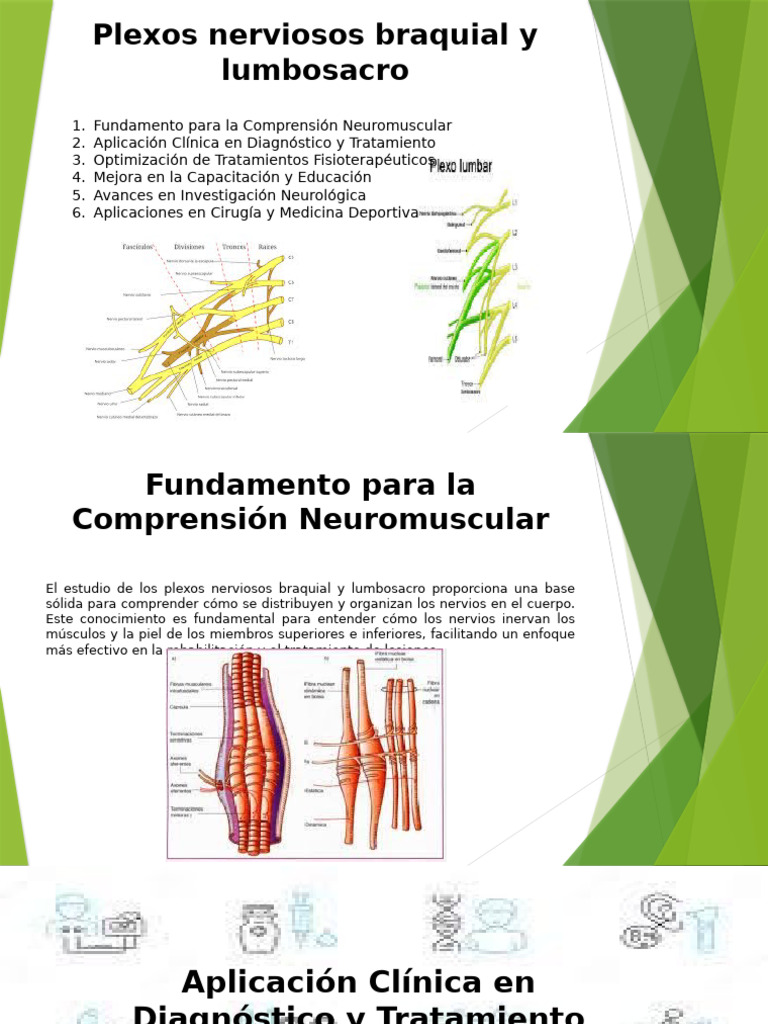 Plexos Nerviosos Braquial y Lumbosacro | PDF