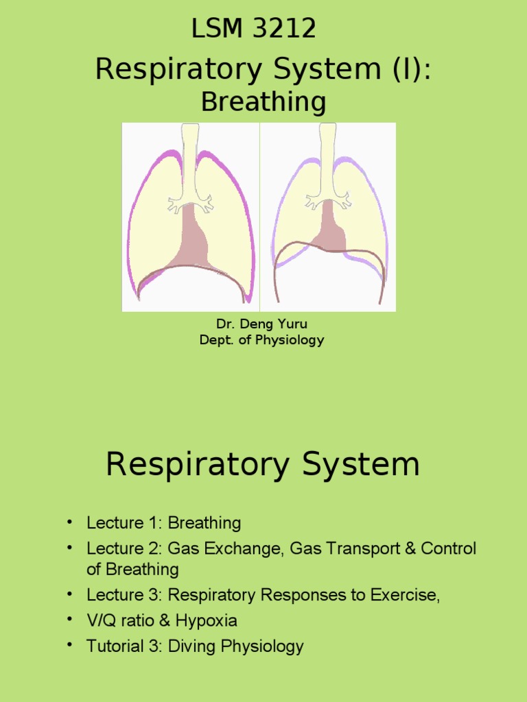 LSM3212 - Lecture 9 Resp1 | PDF | Respiratory System | Lung