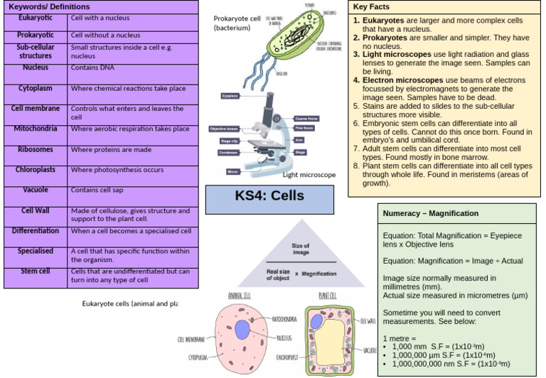 KS4 Bio Cells KO | PDF