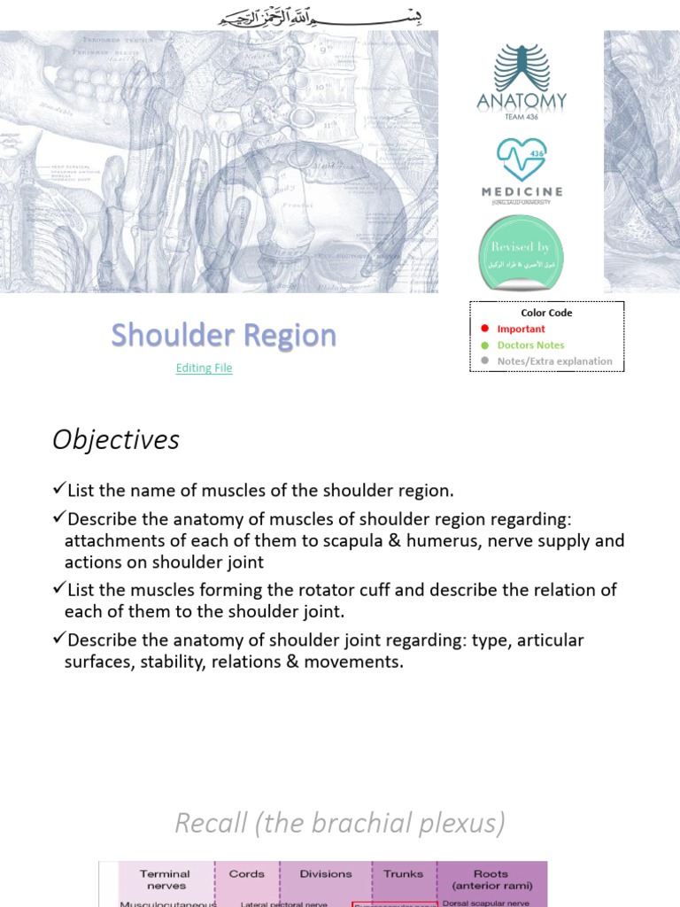 21-Anatomy of The Shoulder Region | PDF