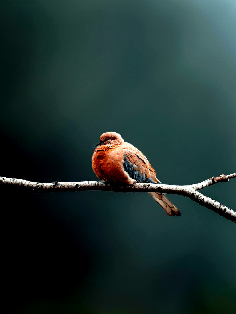 Bird Pdf