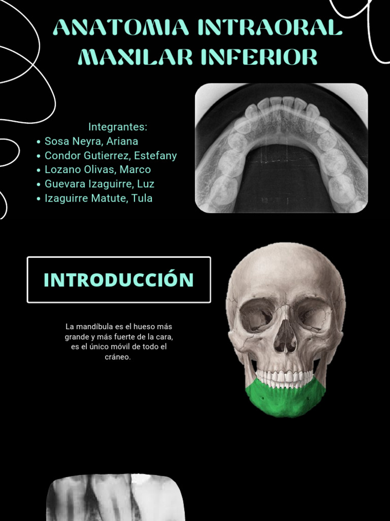 Anatómia Del Maxilar Inferior | PDF