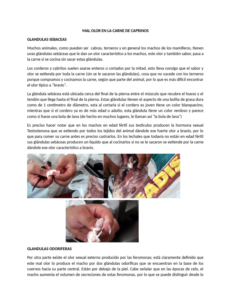 Mal Olor en La Carne de Caprinos | PDF | Cabra | Carne