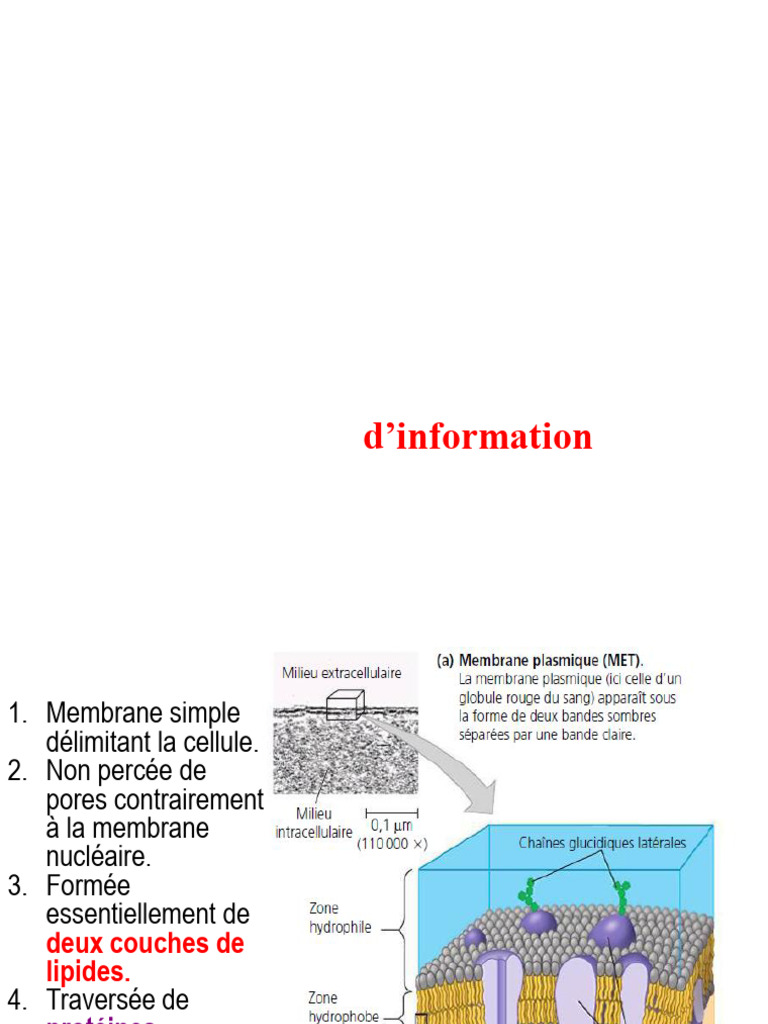 Membrane Plasmique | PDF