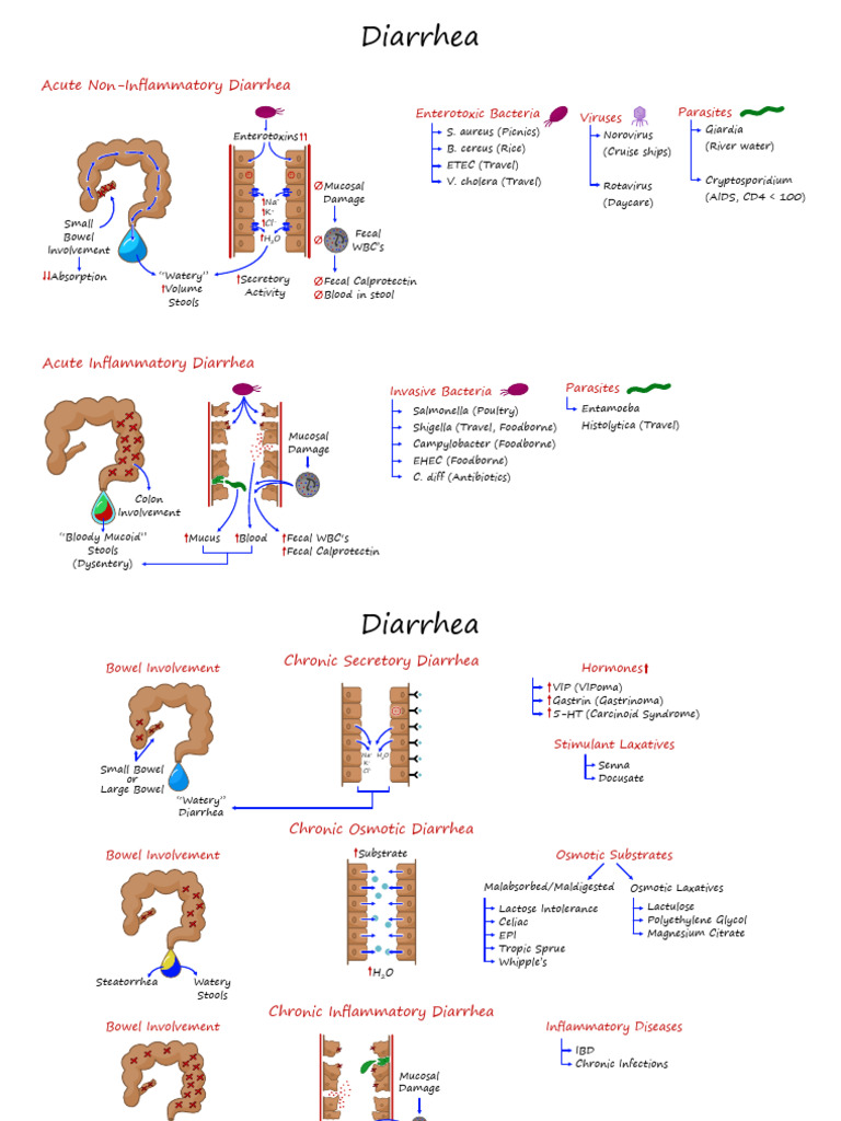 22 - Diarrhea (Illustrations Key) | PDF | Diarrhea | Medical Specialties