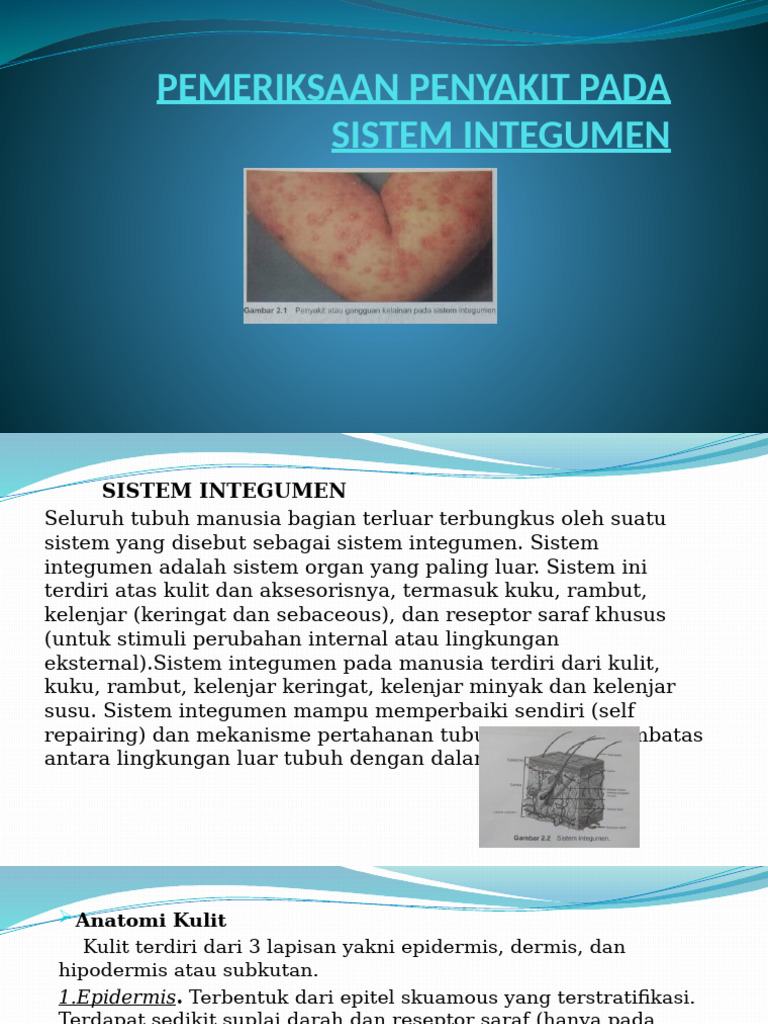 Sistem Integumen | PDF