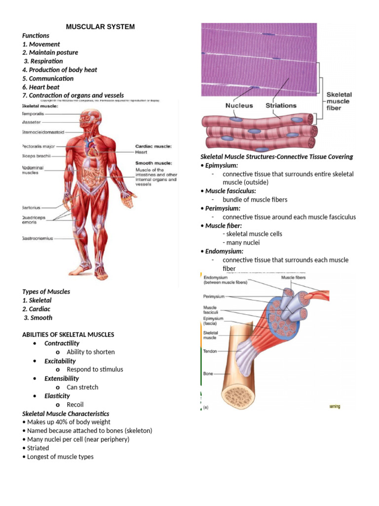 MUSCULAR SYSTEM Reviewer | PDF