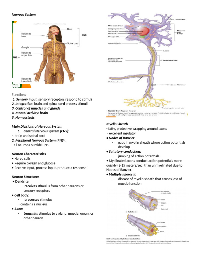 Nervous-System-Reviewer | PDF
