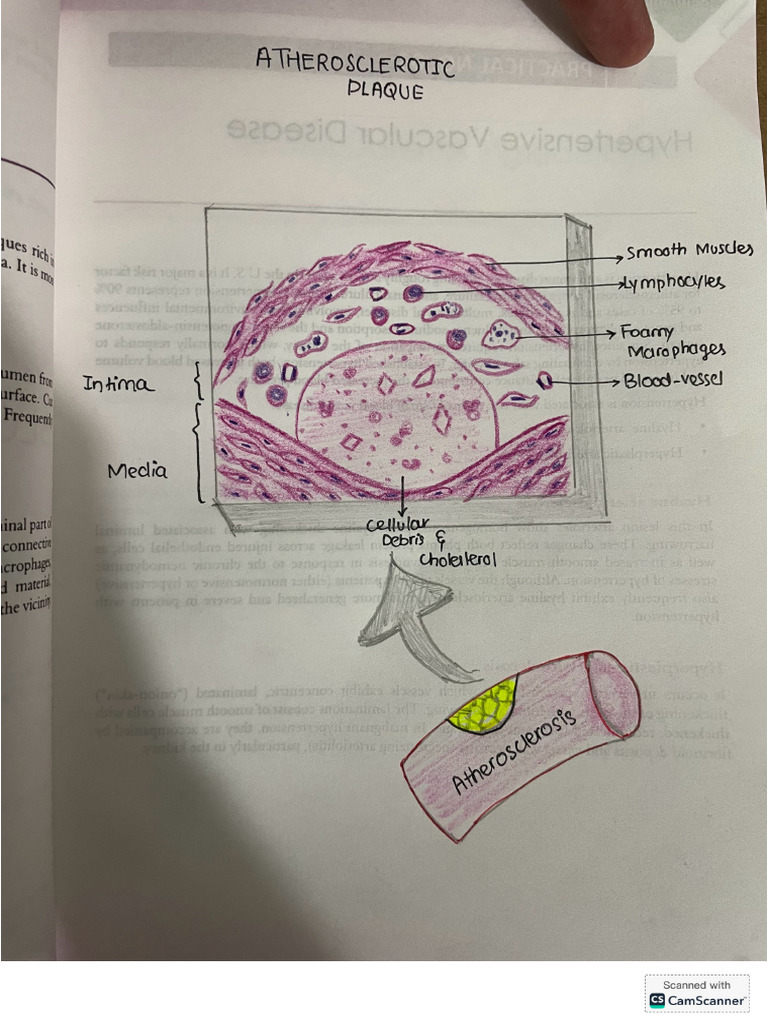 Shehroz - Patho Practicals | PDF