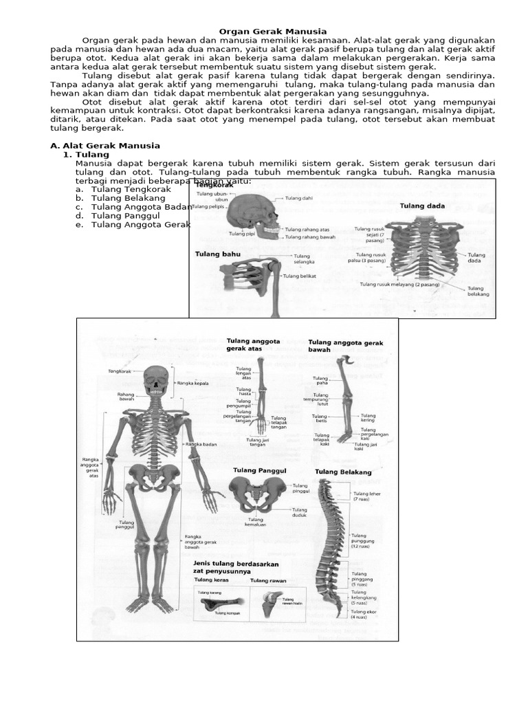 Rangkuman Organ Gerak Manusia | PDF