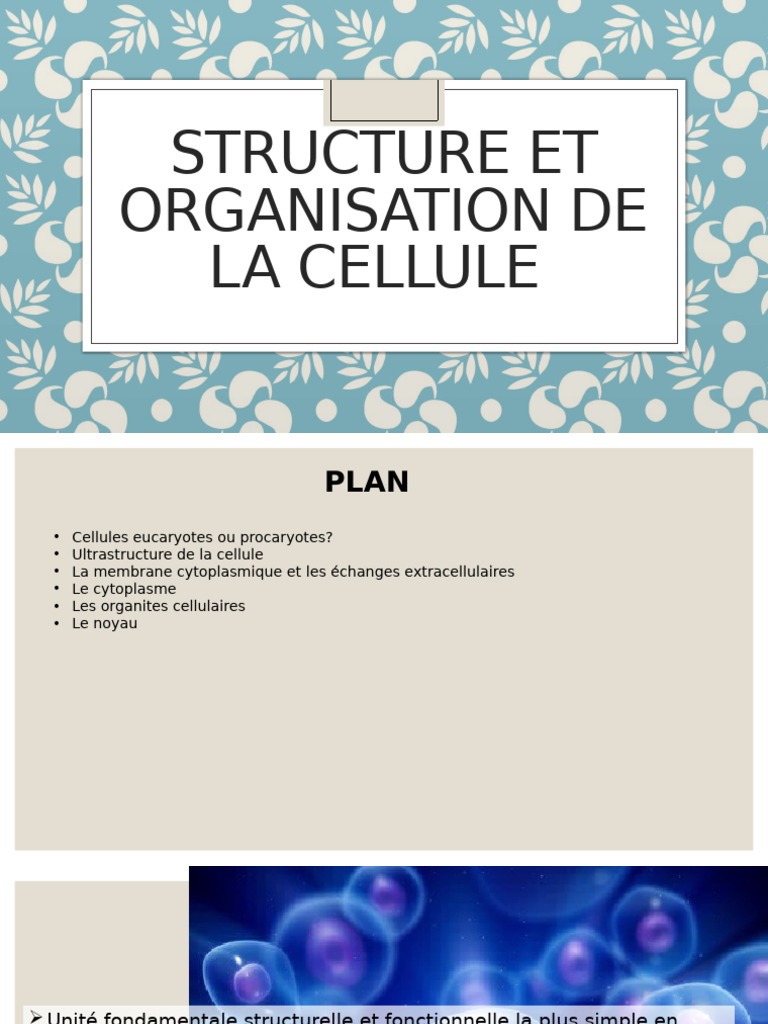 Strucutre Et Organisation Cellule | PDF
