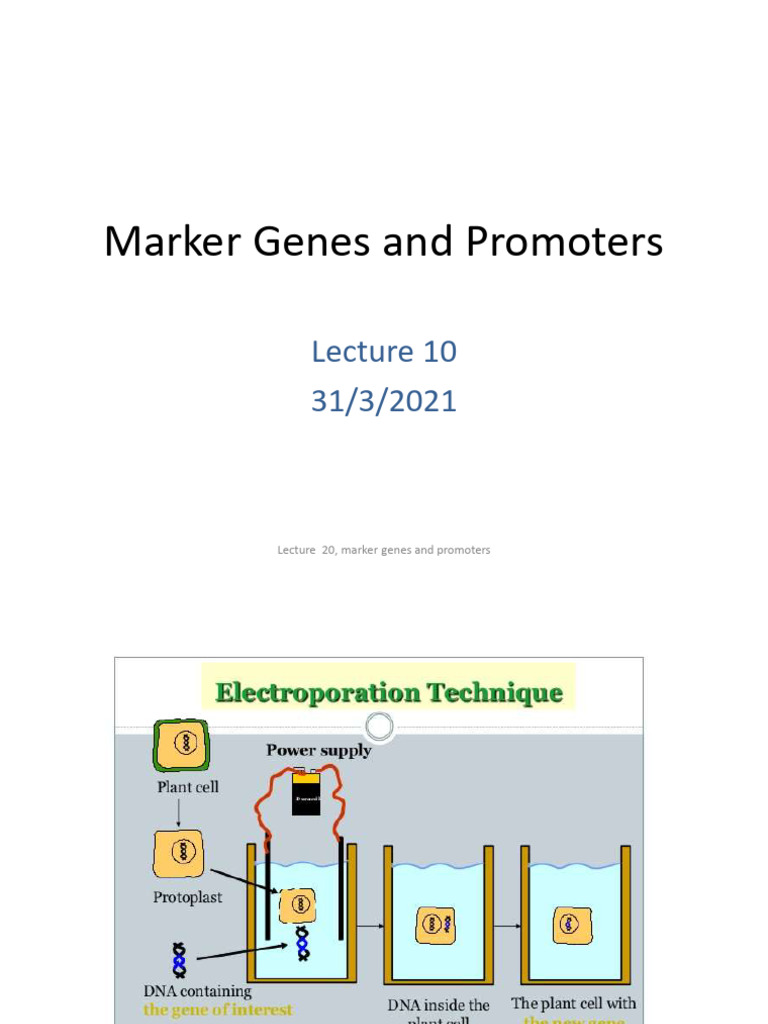Lecture 10 Marker Genes | PDF
