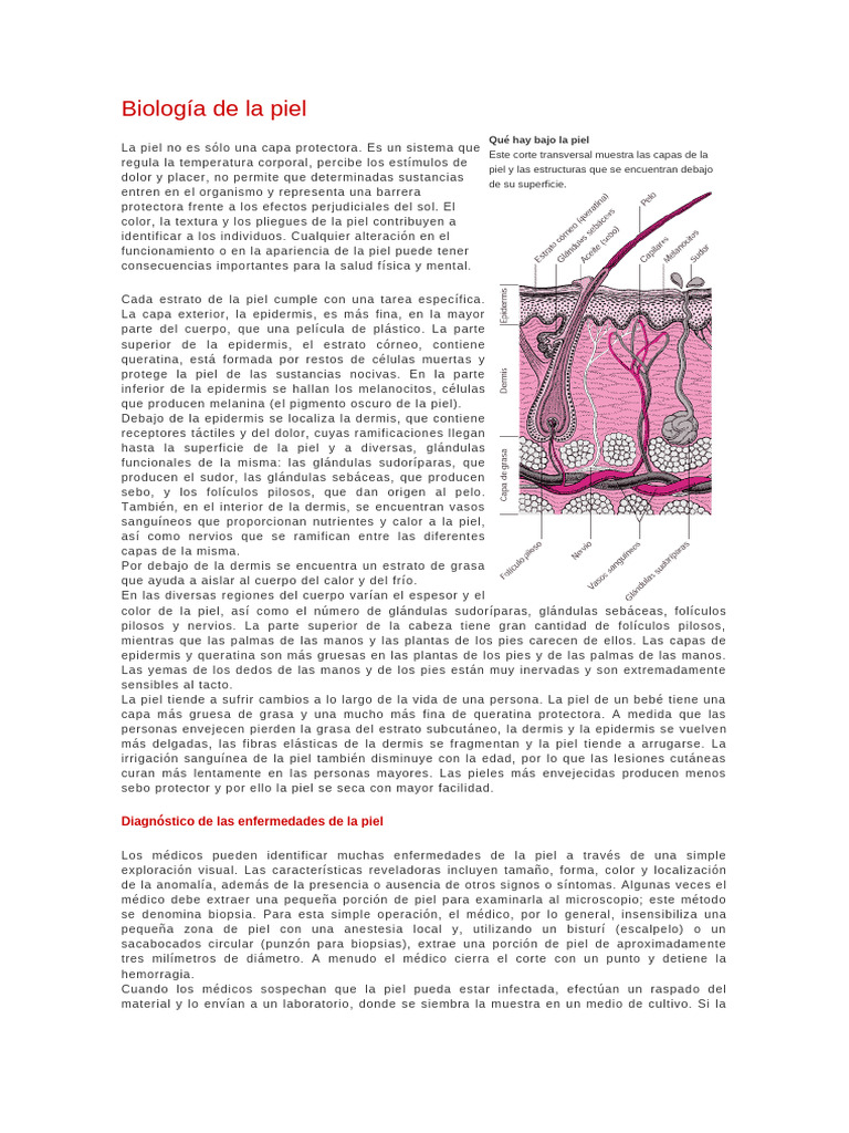 Biología de La Piel | PDF