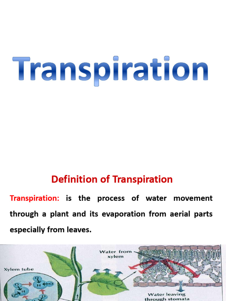 Transpiration and Its Types | PDF