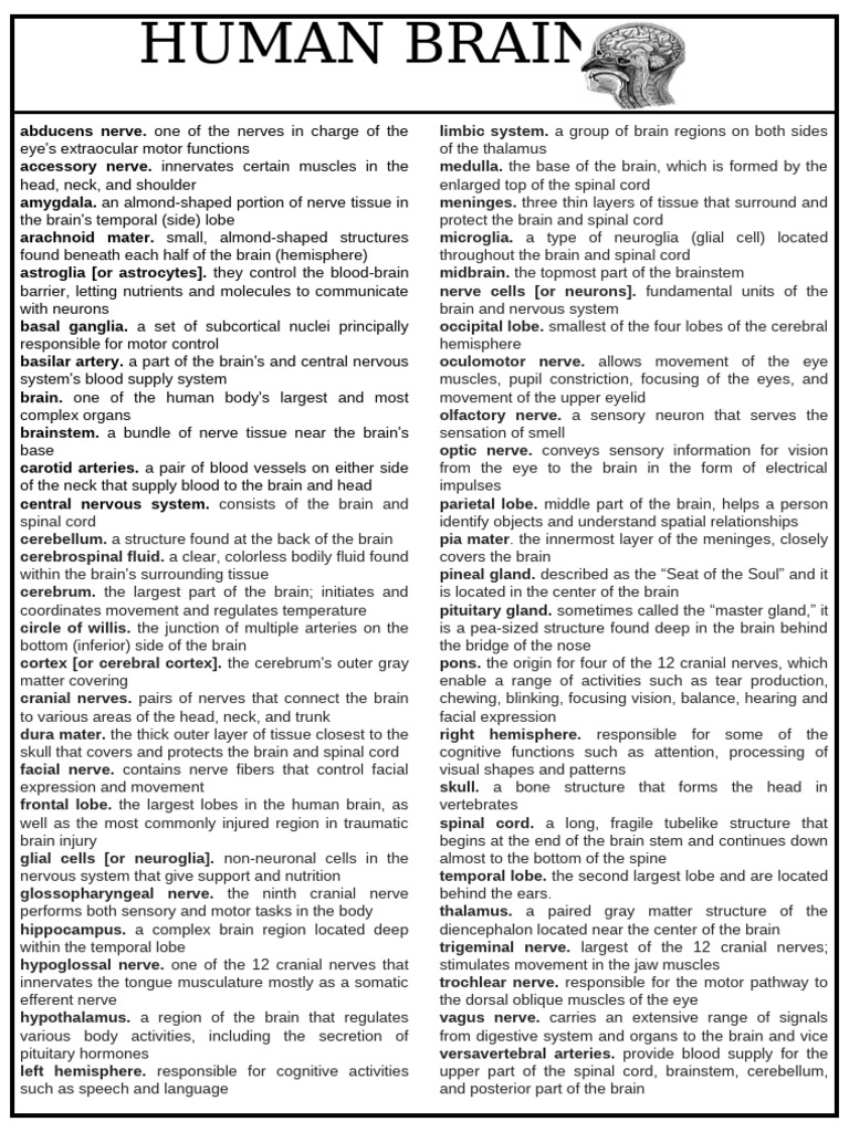 Brain Dictionary (PD) | PDF