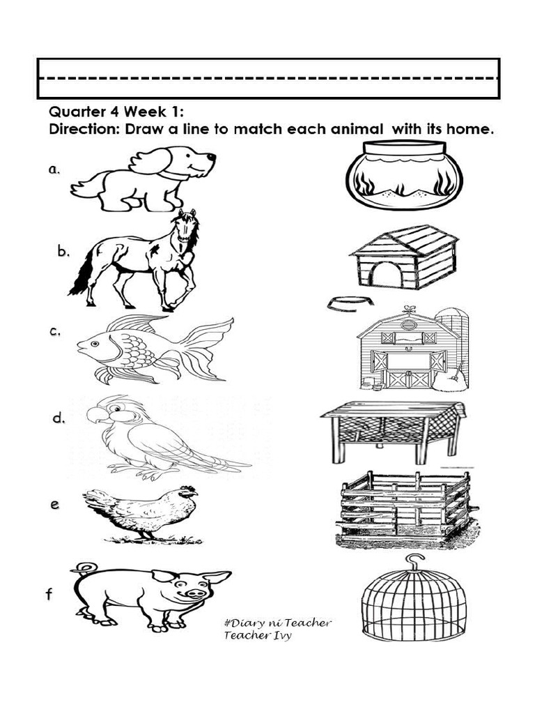 Activity Animals | PDF