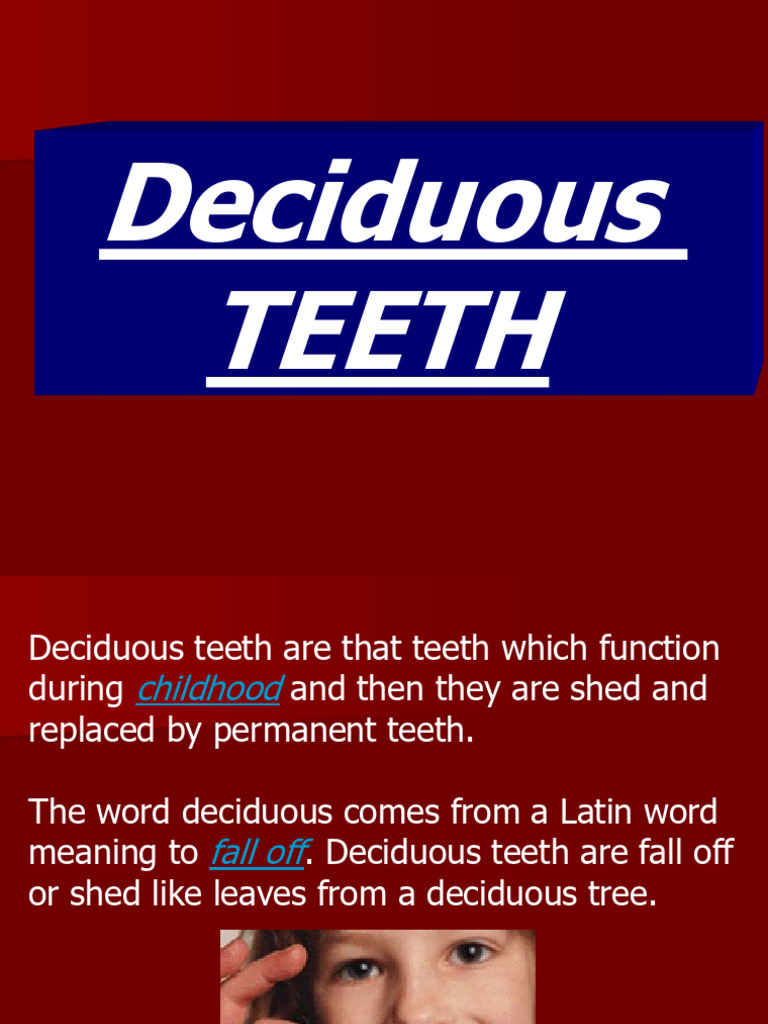 6-Decciduous Treeth 1 | PDF