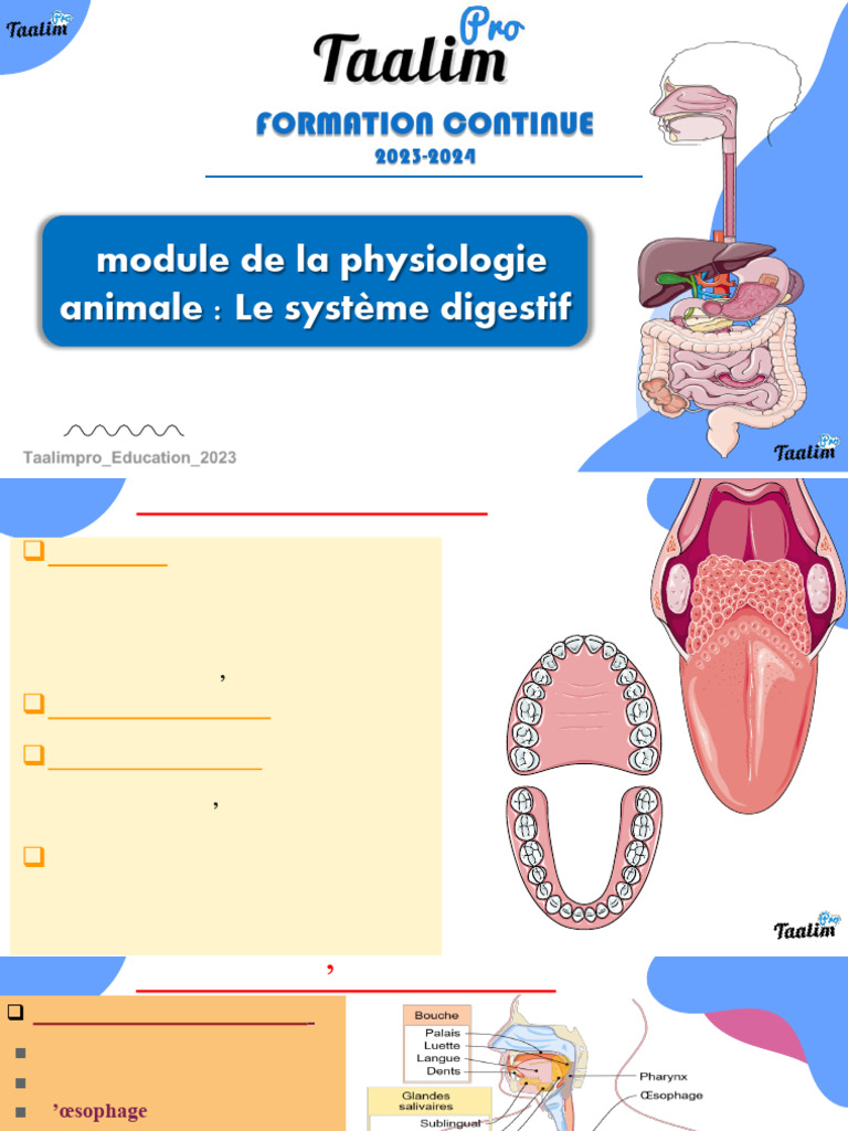 Le Système Digestif - Taalimpro - 2023 | PDF