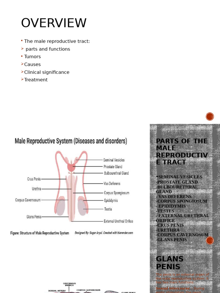 Male Reproductive System Overview | PDF | Prostate Cancer | Wellness