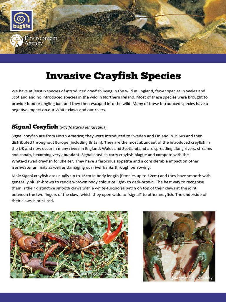 Invasive Crayfish Species Profiles - 0 | PDF | Social Science | Travel