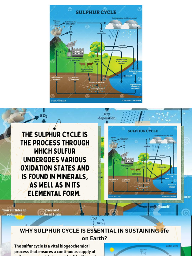 Sulphur Cycle | PDF