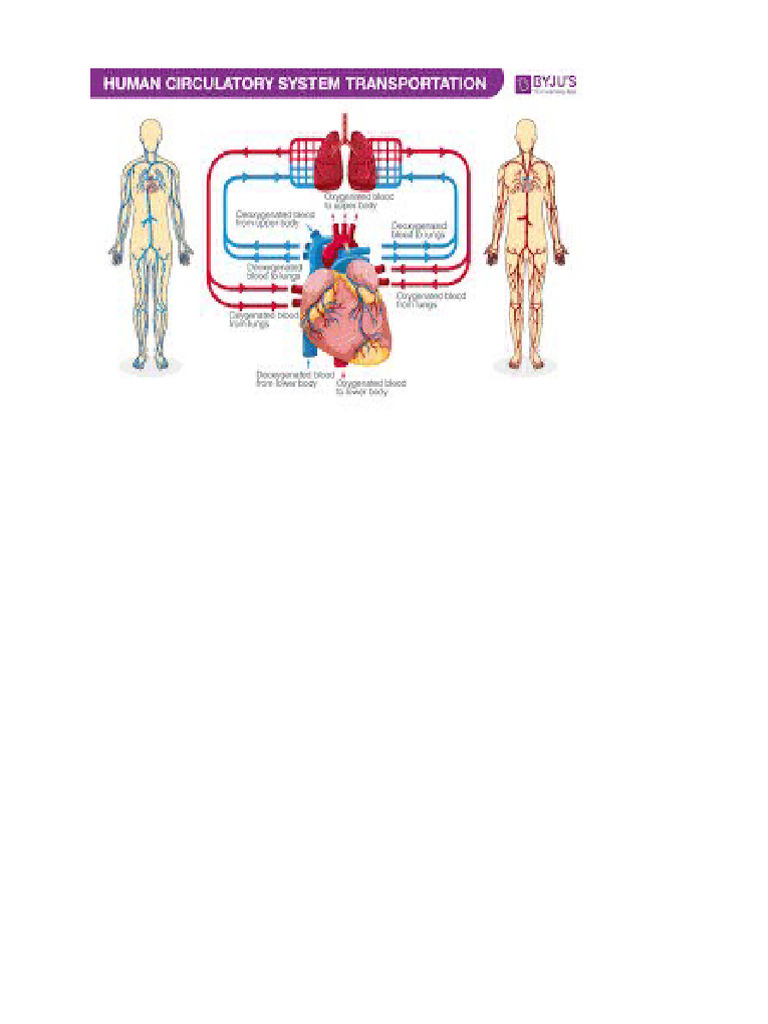 Circulatory | PDF