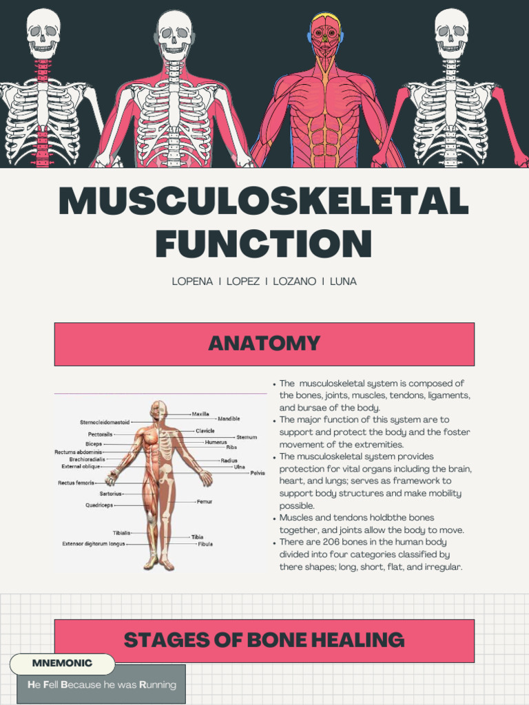 Musculoskeletal | PDF