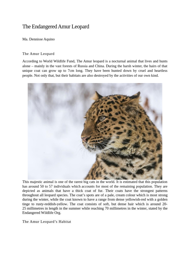 The Endangered Amur Leopard | PDF