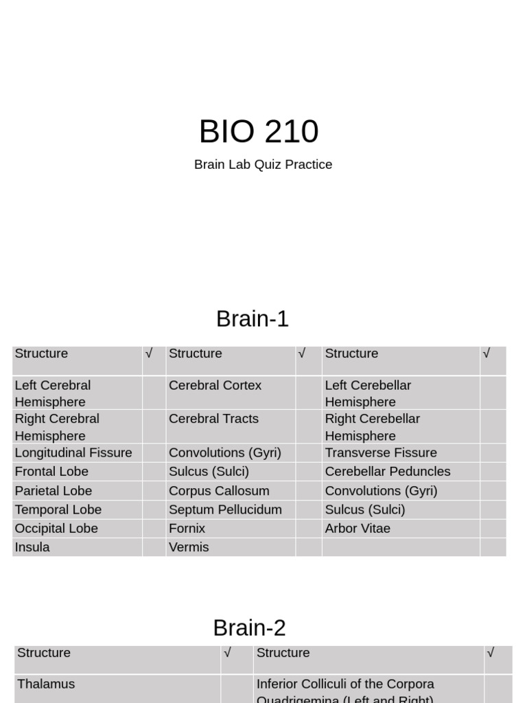 BIO 210 Brain Lab Quiz Practice | PDF