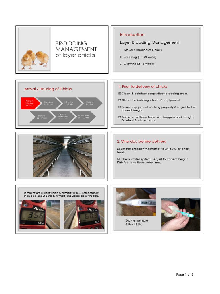 Brooding Management Layer Chicks | PDF