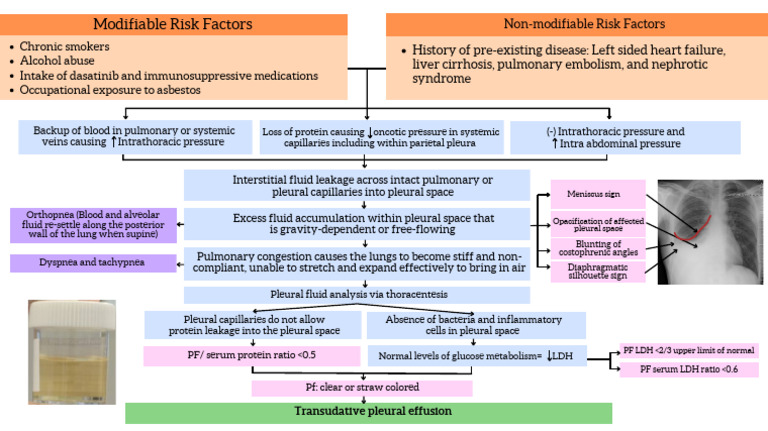 Transudative Pleural Effusion | PDF | Lung | Diseases And Disorders