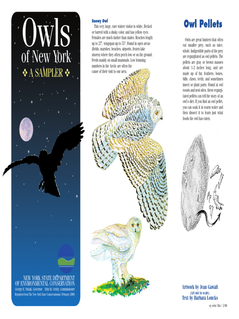 Owls | PDF